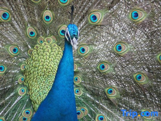 Tangla Dongguan - Dongguan