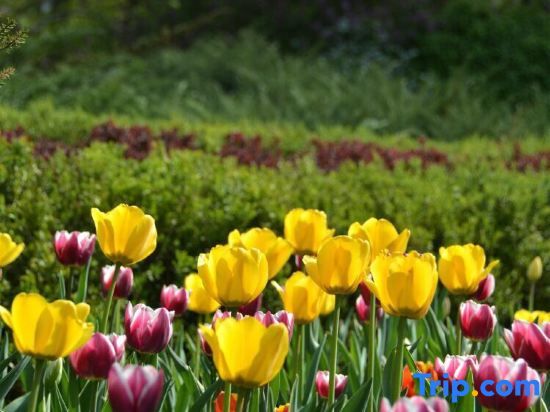 Dongshan Hotel - Anshan