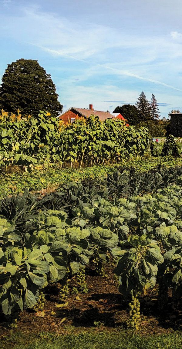 Holiday Inn Express & Suites Pittsfield-lenox-berkshires By Ihg - Pittsfield, MA