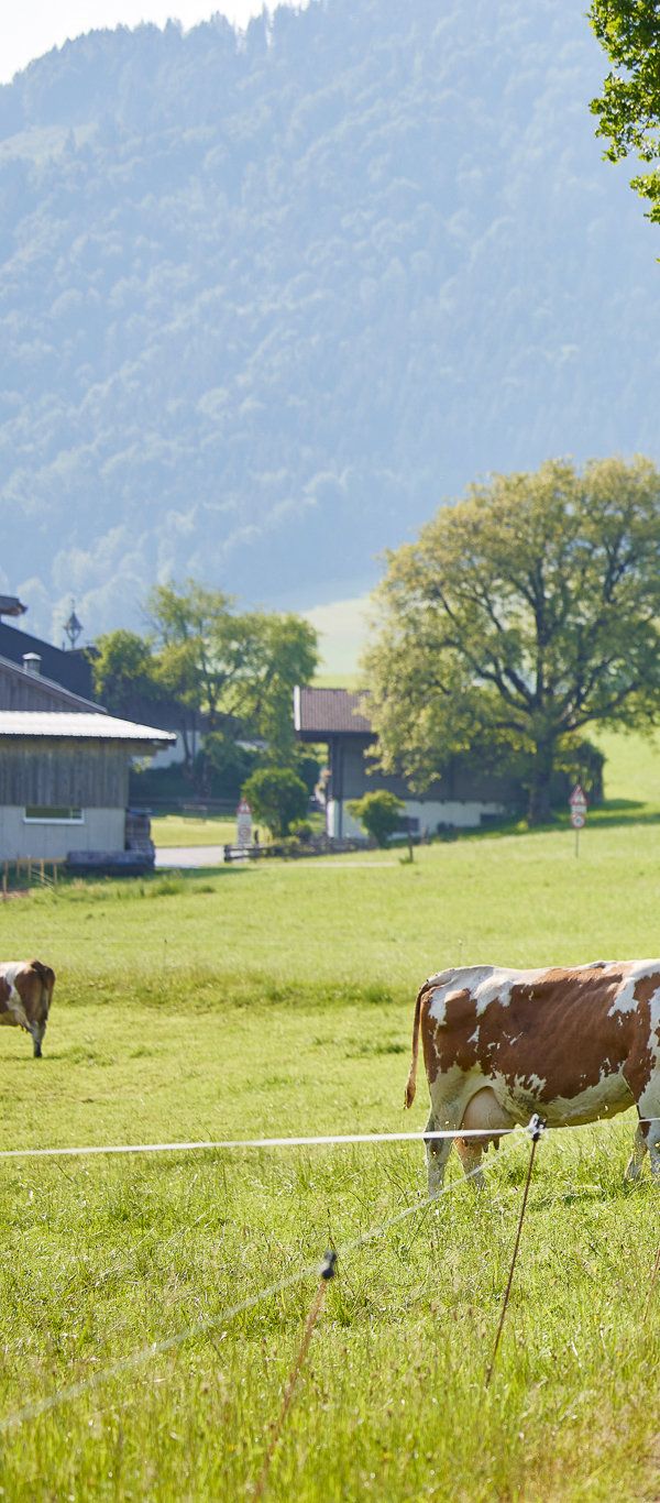 Das Walchsee – Move&relax - Walchsee