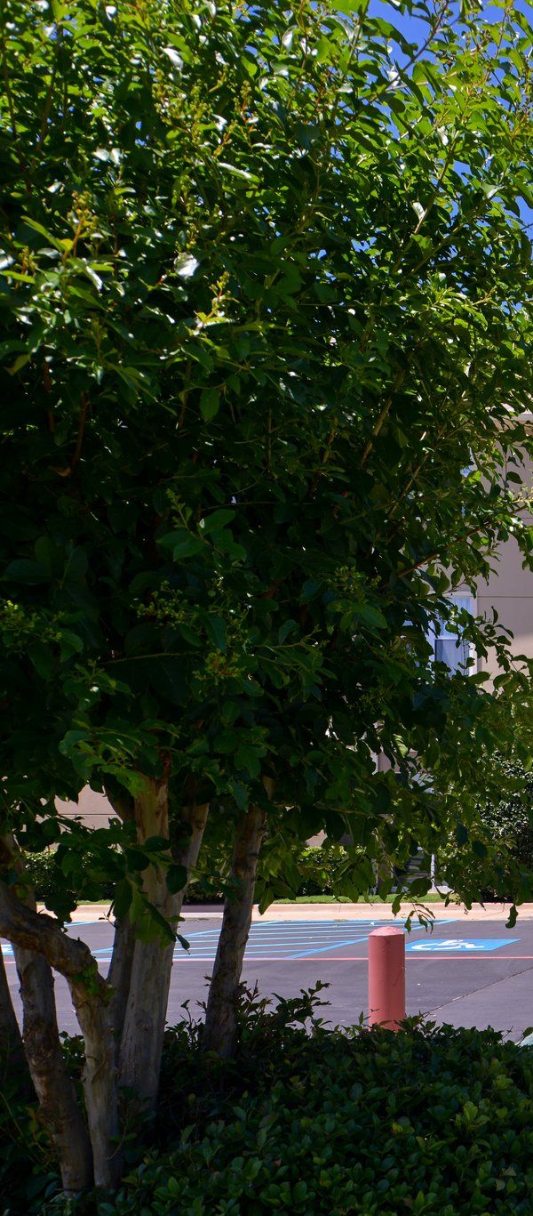 Staybridge Suites Wichita Falls - Wichita Falls, TX