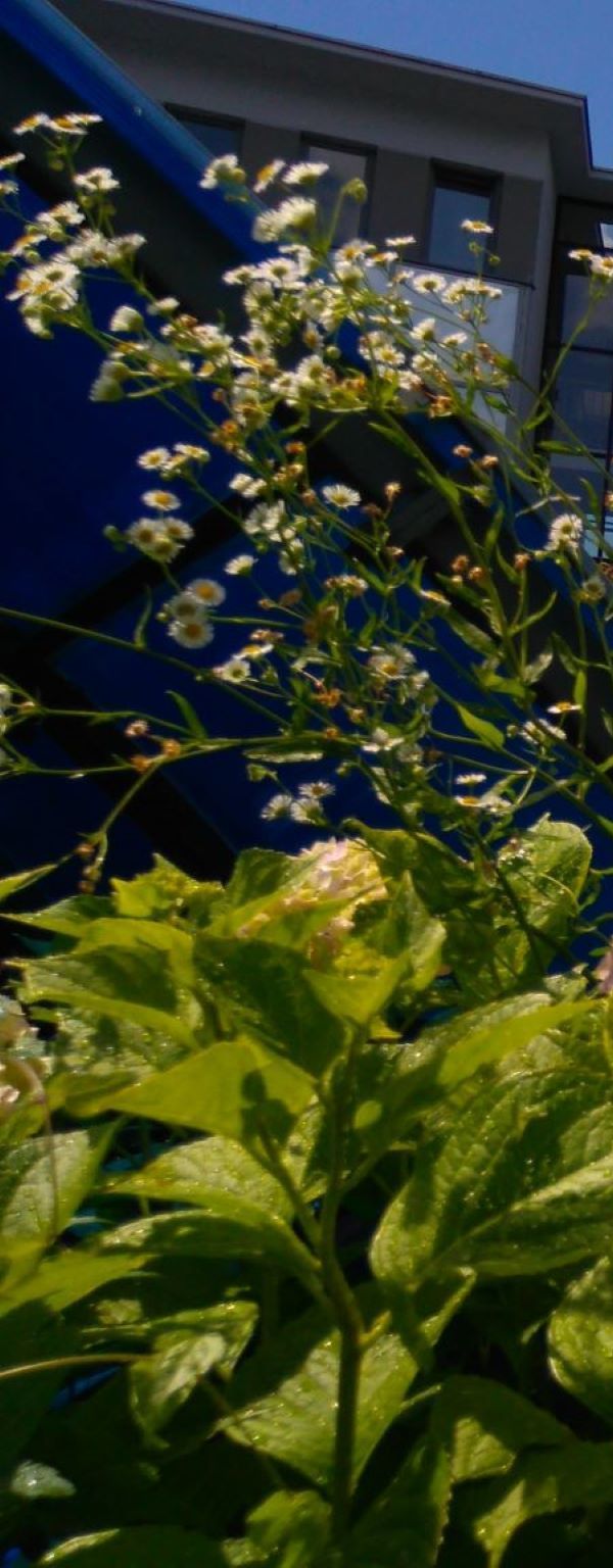 Pension Elisabeth - Salzbourg