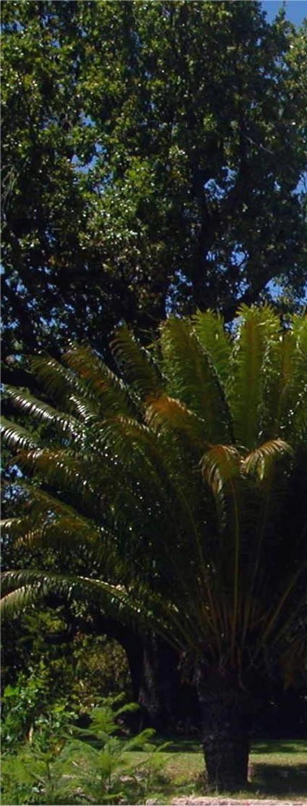 Oude Wellington Wine & Brandy Estate - Wellington