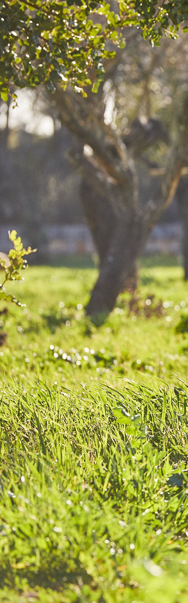 Es Quatre Cantons Finca Agroturismo - Majorque