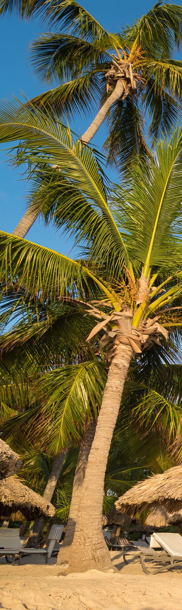 Catalonia Royal Bavaro - Punta Cana