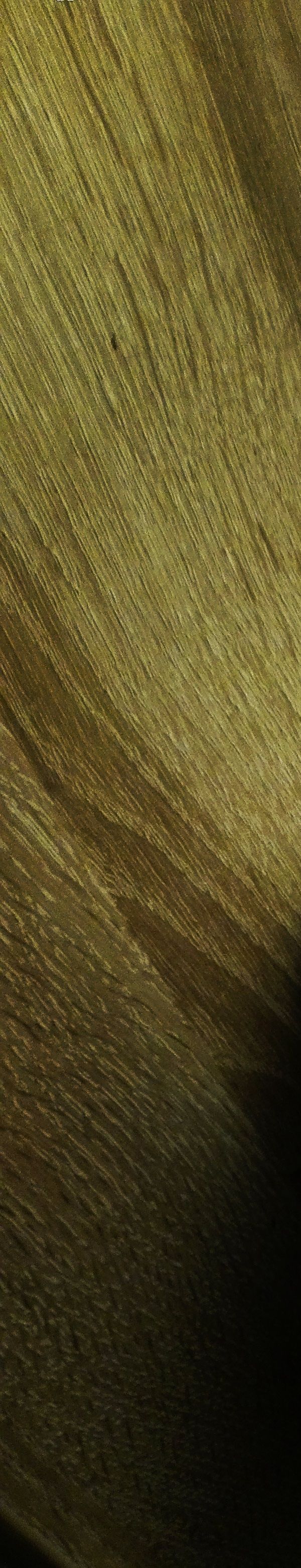 Mercedes Hotel & Apartments - Bonn