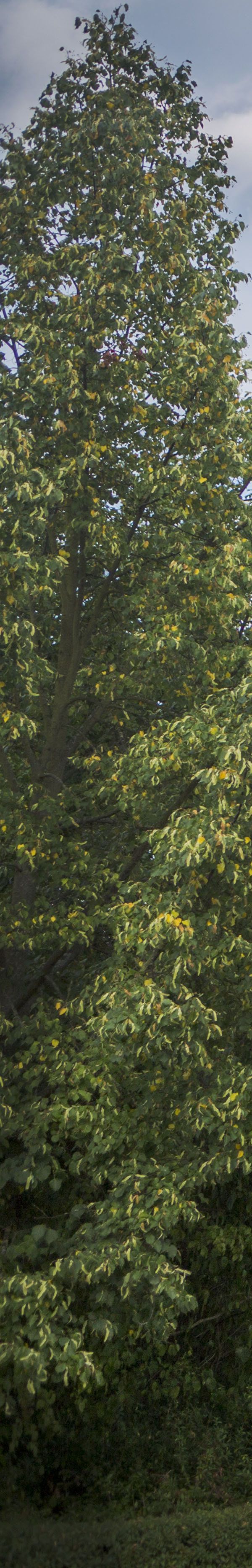 Am Rokokogarten Garni - Würzburg