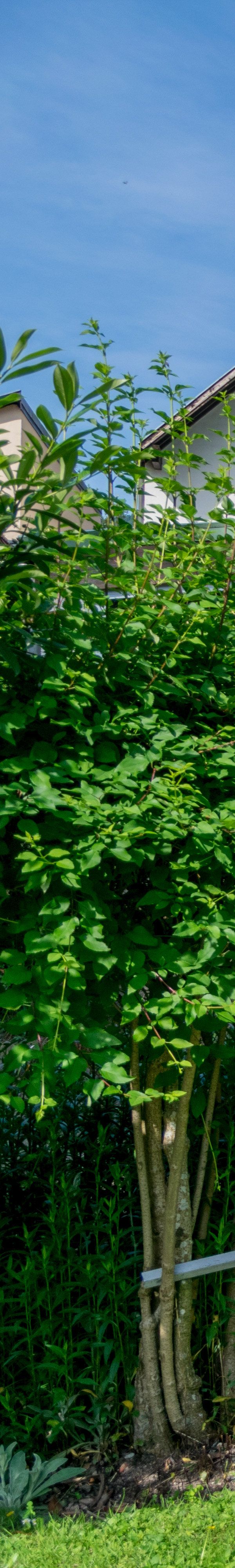 Du Faudé - Lapoutroie