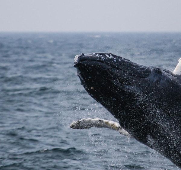 Ocean House Hotel At Bass Rocks - Massachusetts