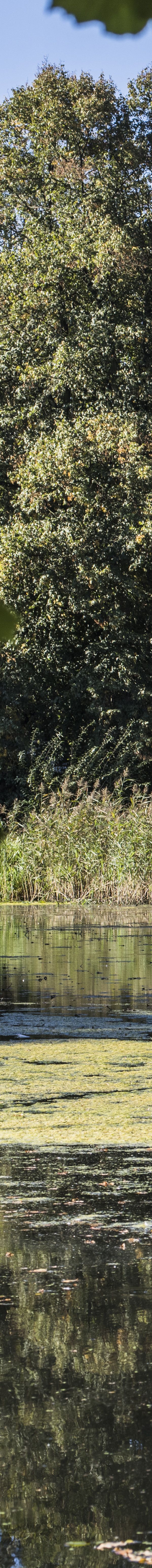 Fürst Bismarck Mühle - Reinbek